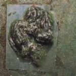 Pigeon Disease – The Eight Most Common Health Problems in Pigeons ...