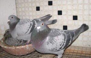 Pairing Your Birds | Winning Pigeon Racing and Racing Pigeons ...