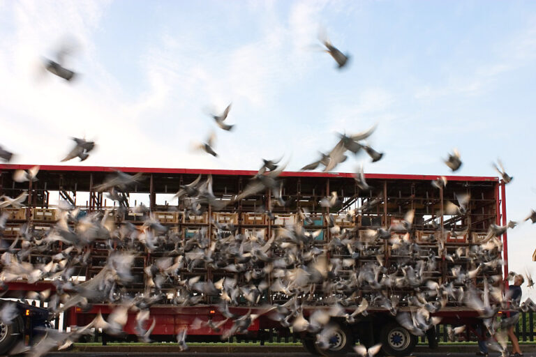 Race Feed Recipe For Racing Pigeons | Winning Pigeon Racing and Racing ...