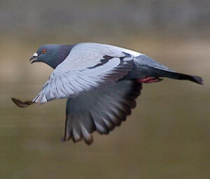 Nutrition, Vitamins and Minerals | Winning Pigeon Racing and Racing ...