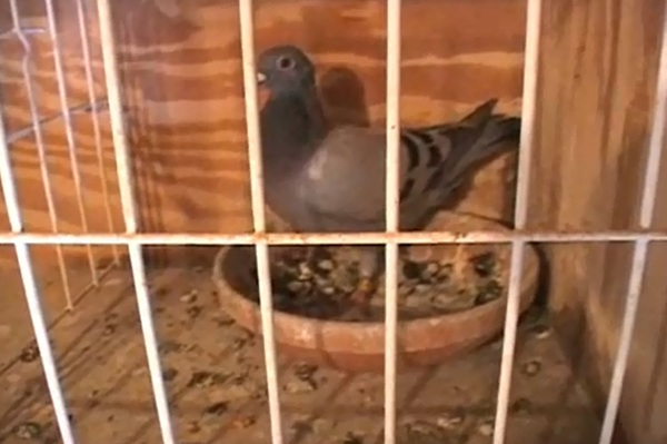 Loft Construction and Design | Winning Pigeon Racing and Racing Pigeons ...