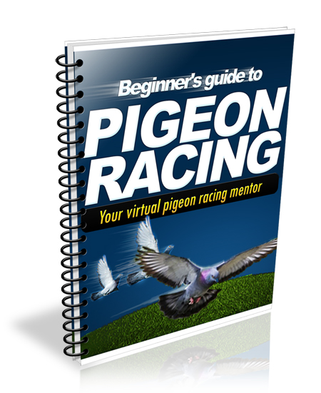 Beginners Handbook | Winning Pigeon Racing and Racing Pigeons ...