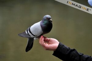 Aviary Basket Loading Method | Winning Pigeon Racing and Racing Pigeons ...