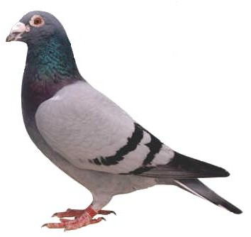 Condition and Form In Racing Pigeons | Winning Pigeon Racing and Racing ...
