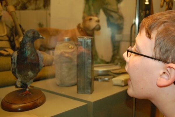 The Heroic Story of Cher Ami | Winning Pigeon Racing and Racing Pigeons ...