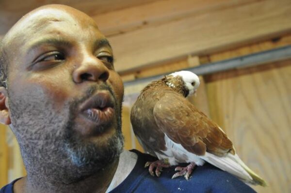 New York pigeon racing heritage: Is it on its last flight? | Winning ...