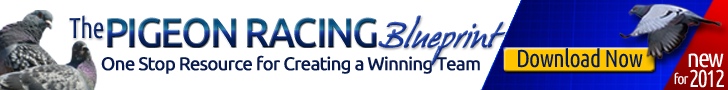 Pigeon Racing Blueprint Affiliate Resources | Winning Pigeon Racing and ...