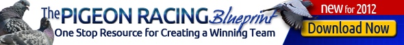 Pigeon Racing Blueprint Affiliate Resources | Winning Pigeon Racing and ...