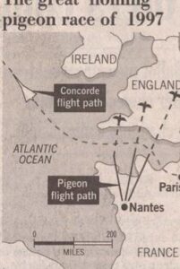 The Great Pigeon Race Disaster of 97′ | Winning Pigeon Racing and ...